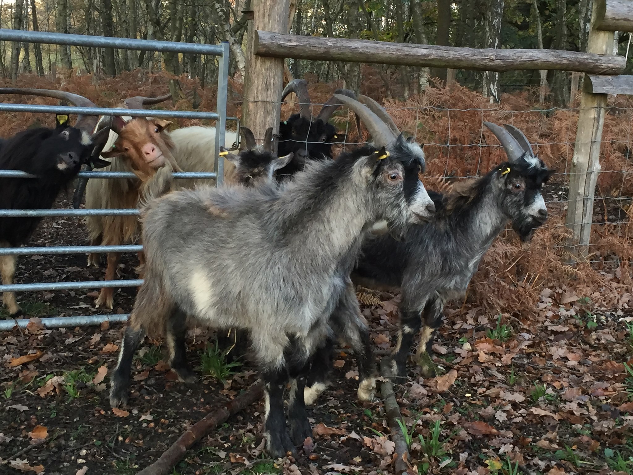 Hadleigh Farm - Rare Breeds Centre - Visit Southend
